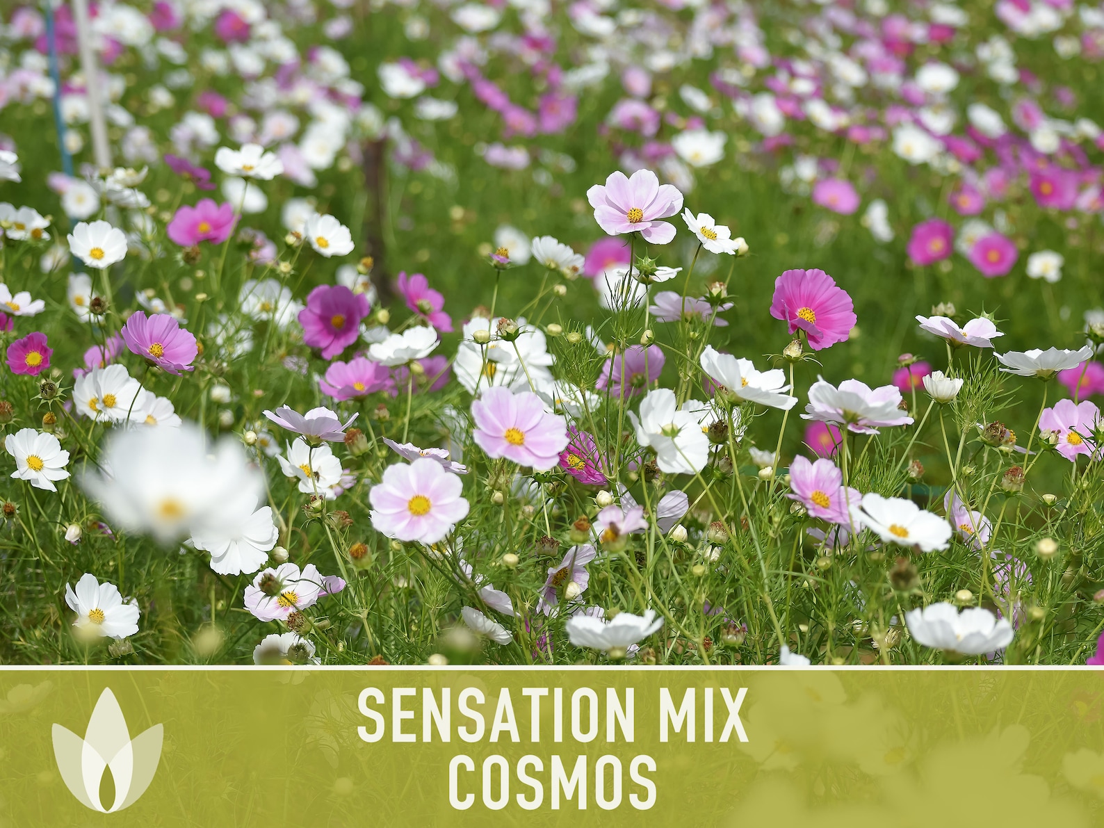 Cosmos Sensation Mix Flower Seeds Cut Flowers Butterfly - Etsy