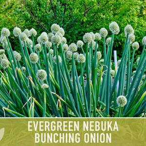 Evergreen Nebuka Bunching Onion Heirloom Seeds - Scallions, Green ...
