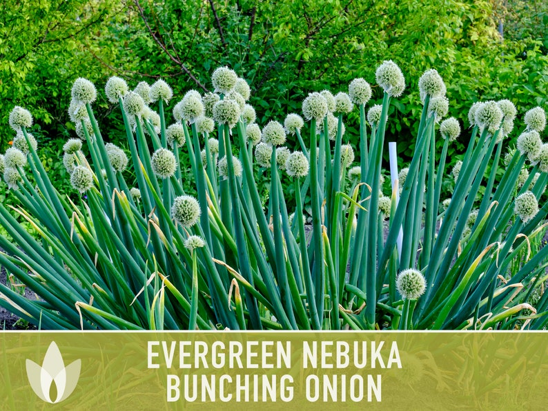 Evergreen Nebuka Bunching Onion Heirloom Seeds Scallions - Etsy