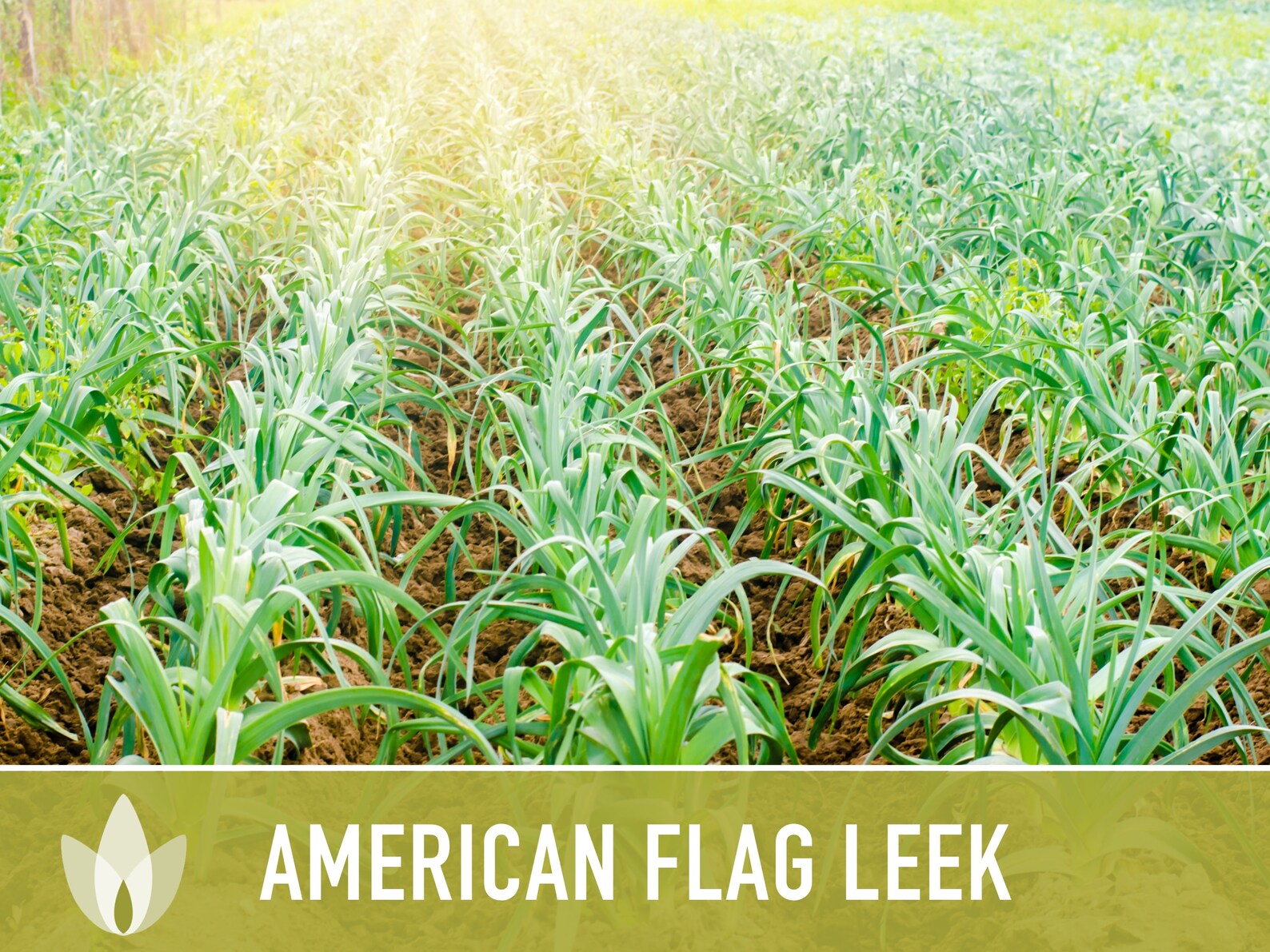 American Flag Leek Heirloom Seeds - Etsy