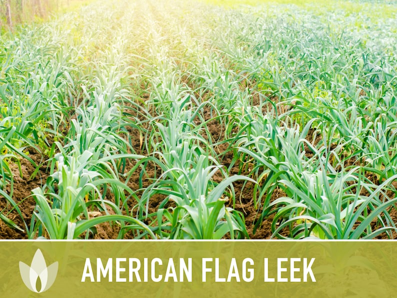 American Flag Leek Heirloom Seeds - Etsy