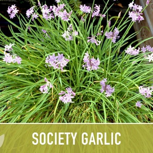 Society Garlic Seeds Heirloom Seeds, Culinary Herb Seeds, Tulbaghia Violacea, Garlic Chives ...