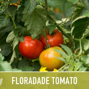 Floradade Tomato Seeds – Heirloom, High Yield, Heat Tolerant - Etsy