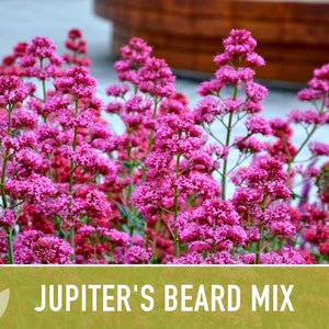 Jupiter's Beard Flower Seeds - Heirloom Seeds, Red & White Blooms, Red ...