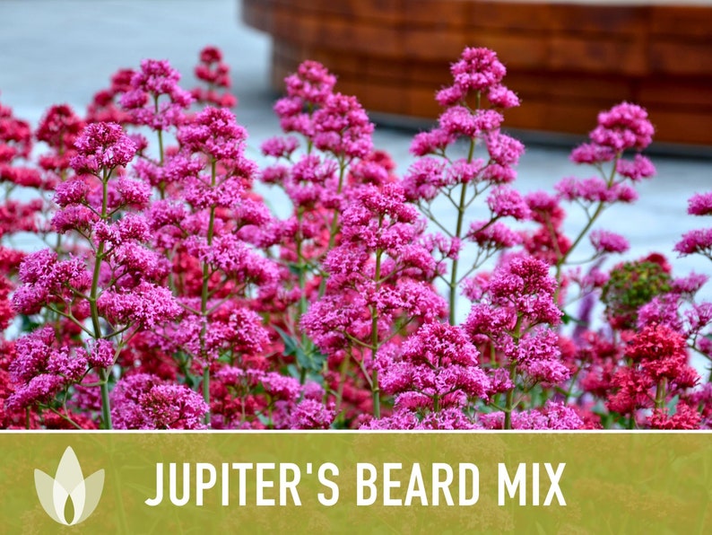 Jupiter's Beard Flower Seeds - Red Valerian, Heirloom, Non-gmo - Etsy