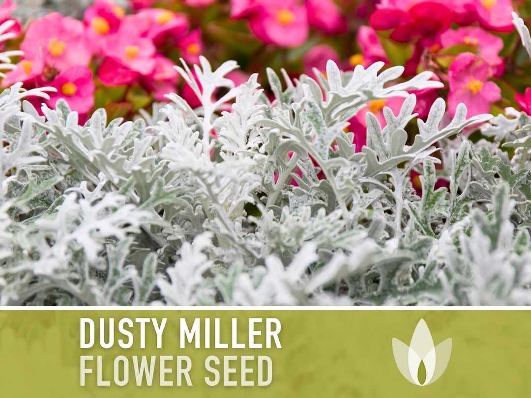 Dusty Miller (silverdust) Flower Seeds - Heirloom Seeds, Ornamental ...
