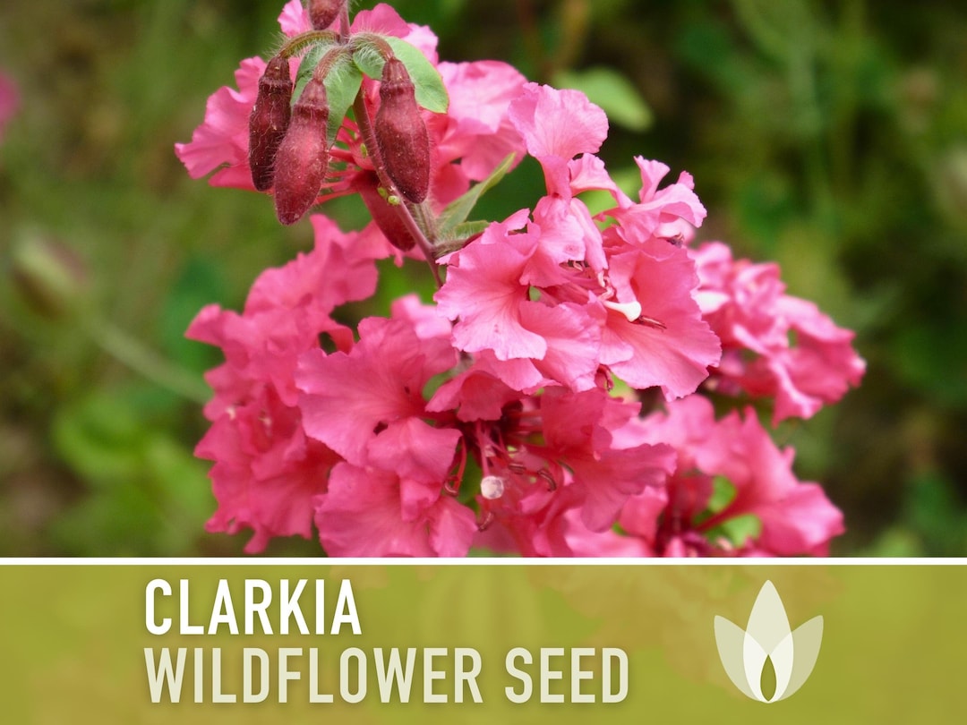 Clarkia Flower Seeds - Heirloom Seeds, California Native Wildflower Mix ...