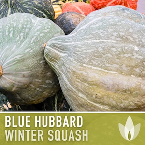 Blue Hubbard Winter Squash Heirloom Seeds - Etsy