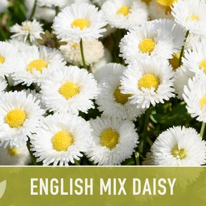 English Daisy Mix Flower Seeds Heirloom, Cut Flowers, Early Blooms ...