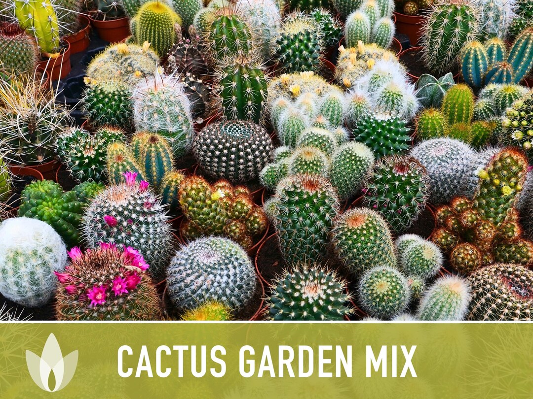 Cactus Garden Seed Mix Heirloom Seeds Perennial Desert - Etsy