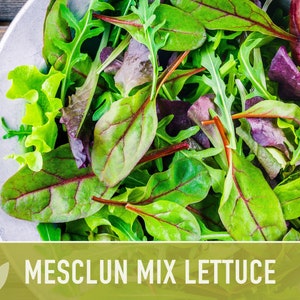 Mesclun Mix Lettuce Heirloom Seeds - Fresh Salad Mix, Seed Packets, Non ...