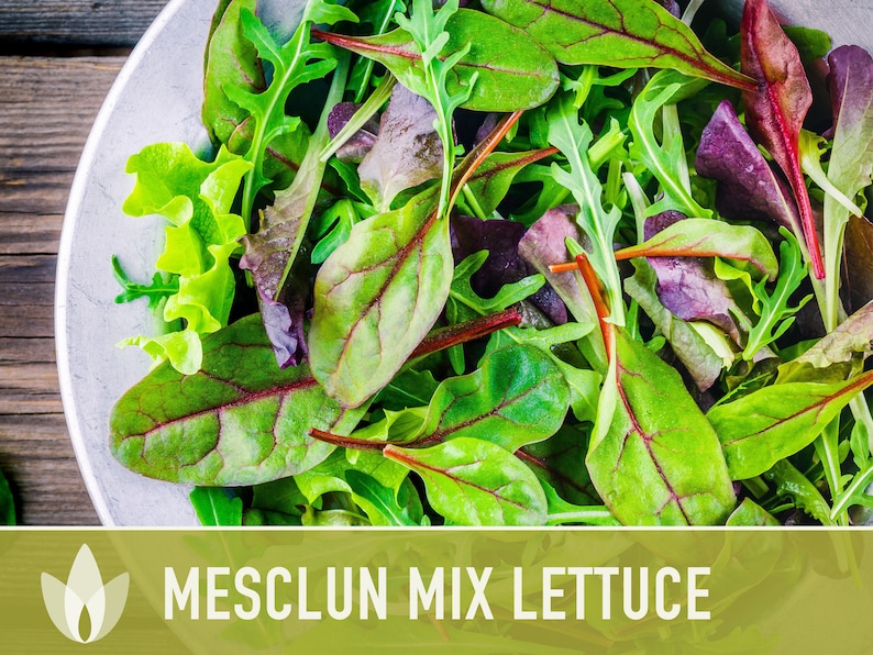 Mesclun Mix Lettuce Heirloom Seeds Fresh Salad European - Etsy