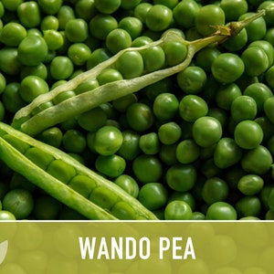 Wando Garden Pea Heirloom Seeds - Etsy