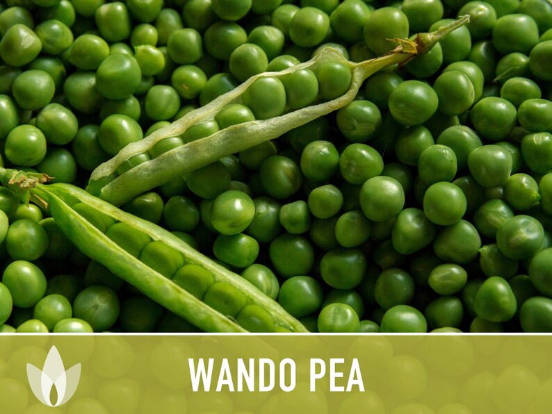 Wando Garden Pea Heirloom Seeds - Etsy