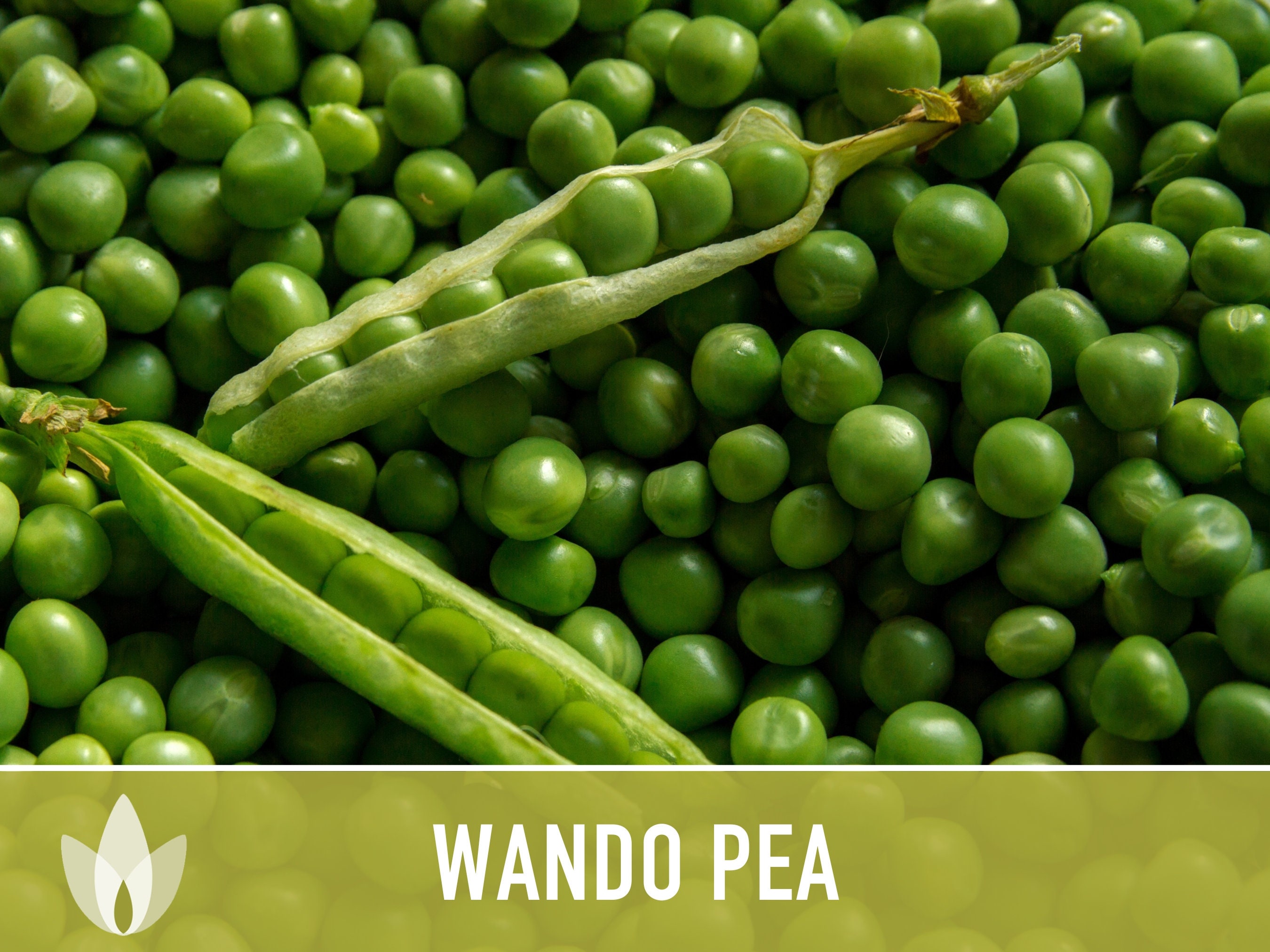 Wando Garden Pea Heirloom Seeds - Etsy