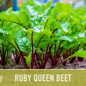 Ruby Queen Beet Seeds - Heirloom Seeds, AAS Winner, Easy to Grow ...