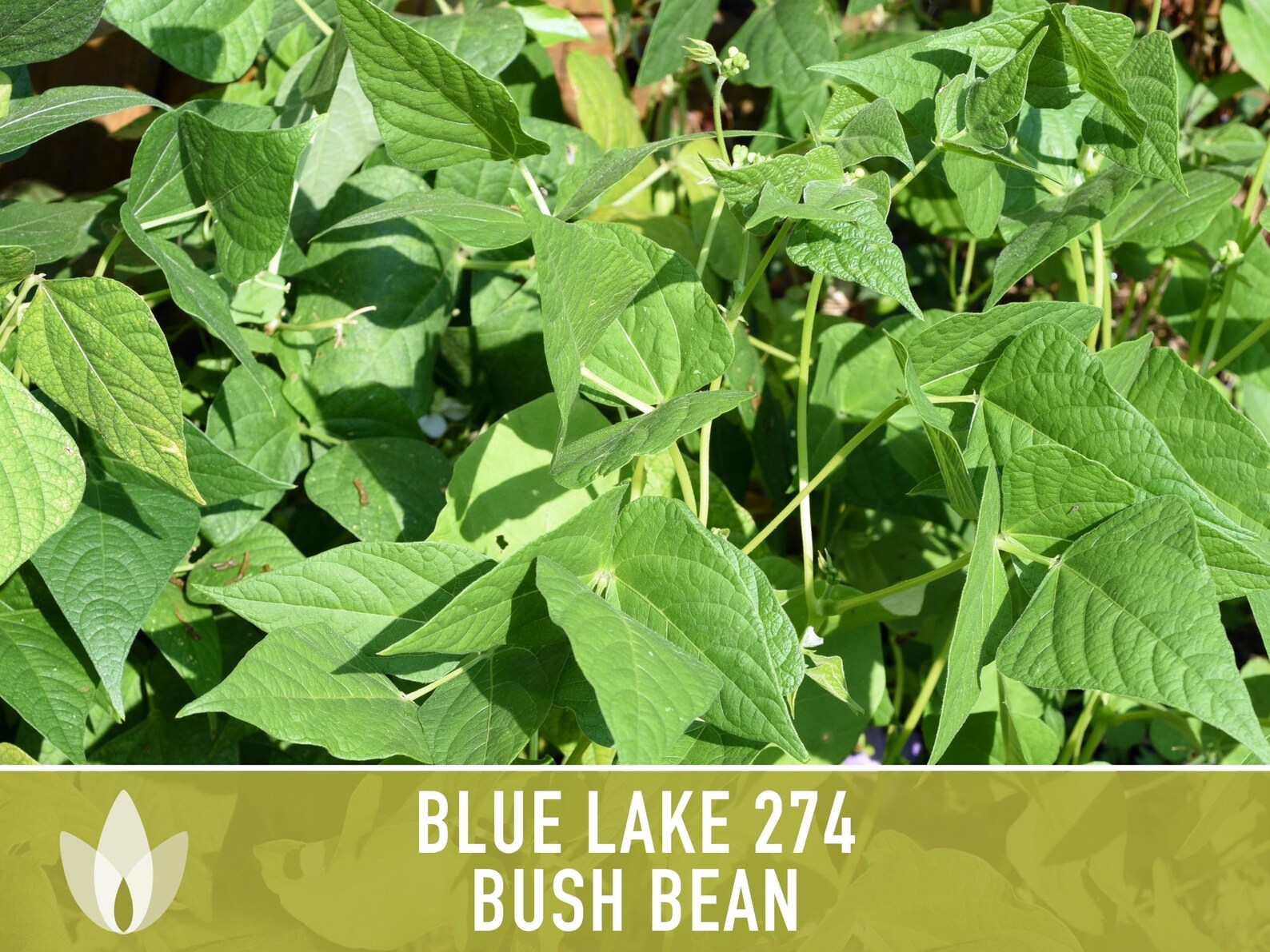 Blue Lake 274 Bush Bean Seeds – Heirloom, Non-gmo, Early Yield - Etsy