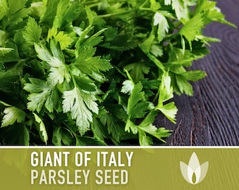 Giant of Italy Parsley Herb Premium Seed Packet - Etsy