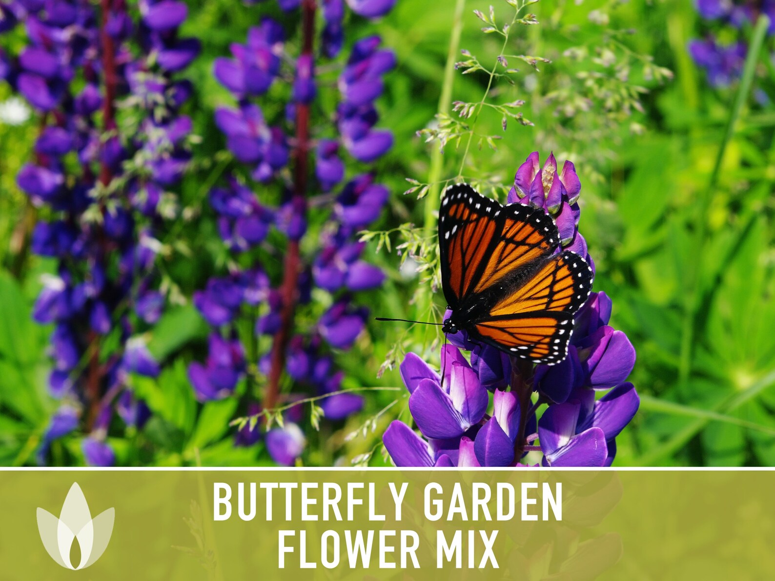 Butterfly Garden Flower Seeds Mix, Heirloom Seeds, Flower Seeds ...