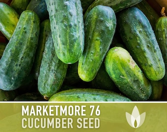 Cucumber Straight Eight Seeds Non-gmo, Open Pollinated, Heirloom for ...