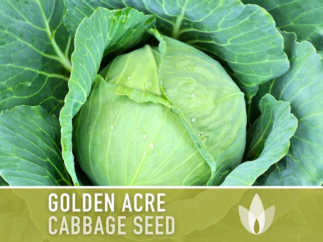 Golden Acre Cabbage Heirloom Seeds - Etsy
