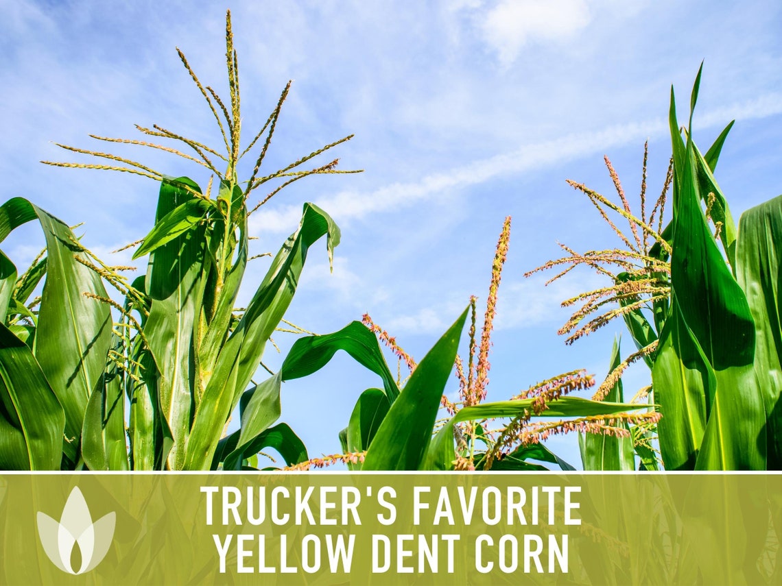 Trucker's Favorite Yellow Dent Corn Heirloom Seeds - 25 Seeds, Open ...