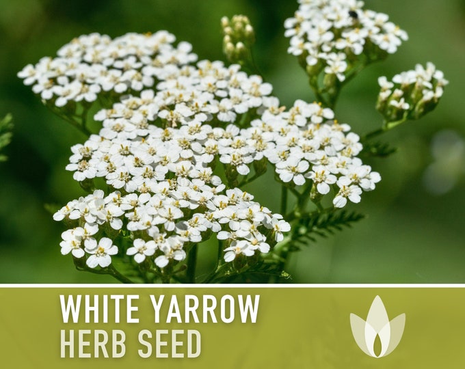 Yarrow Seed “summer Pastels”, Perennial Cut Flower Seeds Organic - Etsy
