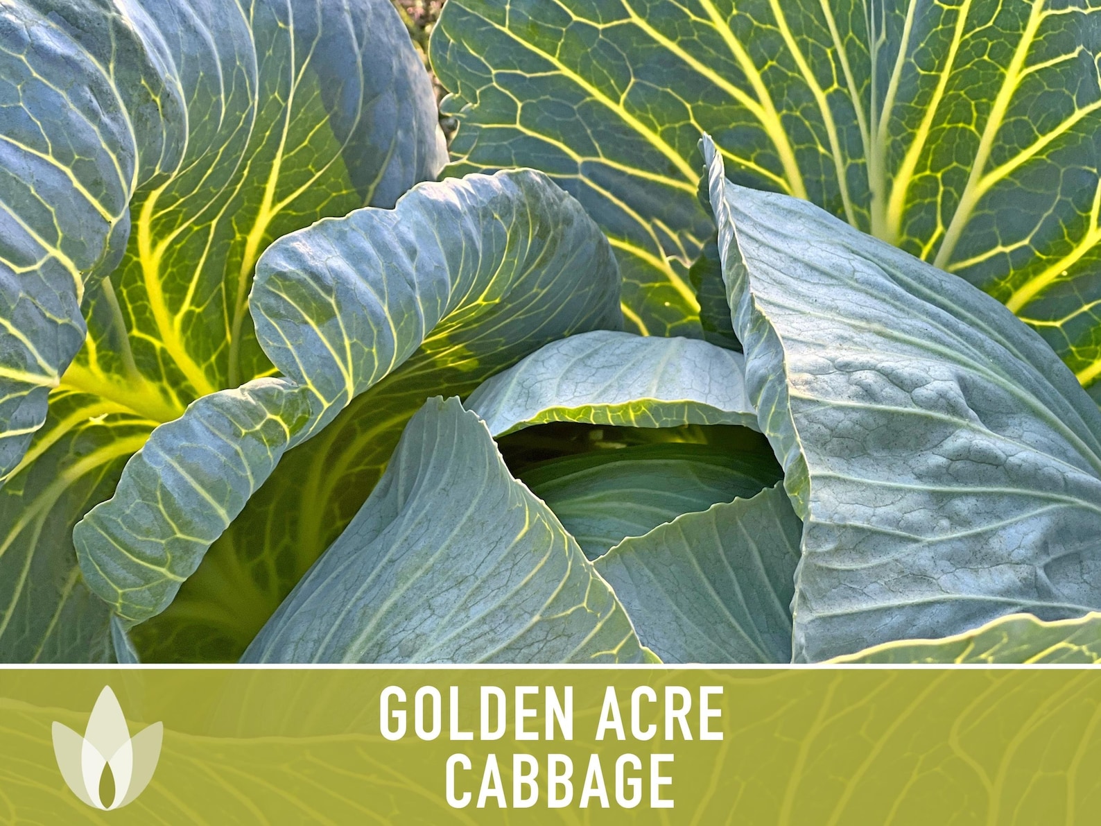 Golden Acre Cabbage Heirloom Seeds - Etsy
