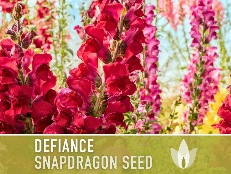 Defiance Snapdragon Seeds, 100 Heirloom Scarlet Red, Cottage Garden ...