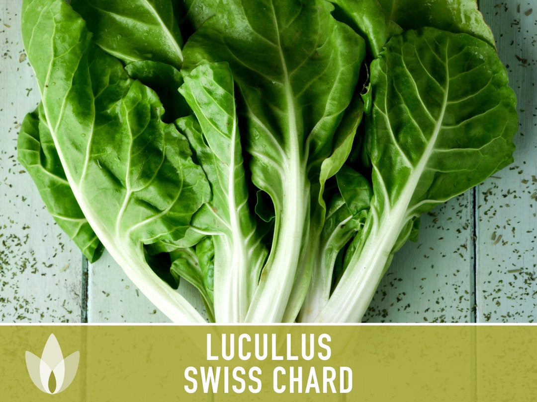 Lucullus Swiss Chard Heirloom Seeds - Etsy