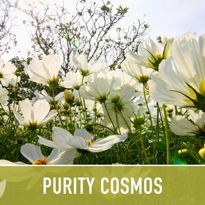 Cosmos, Purity Flower Seeds - Heirloom Seeds, Cut Flowers, Butterfly ...