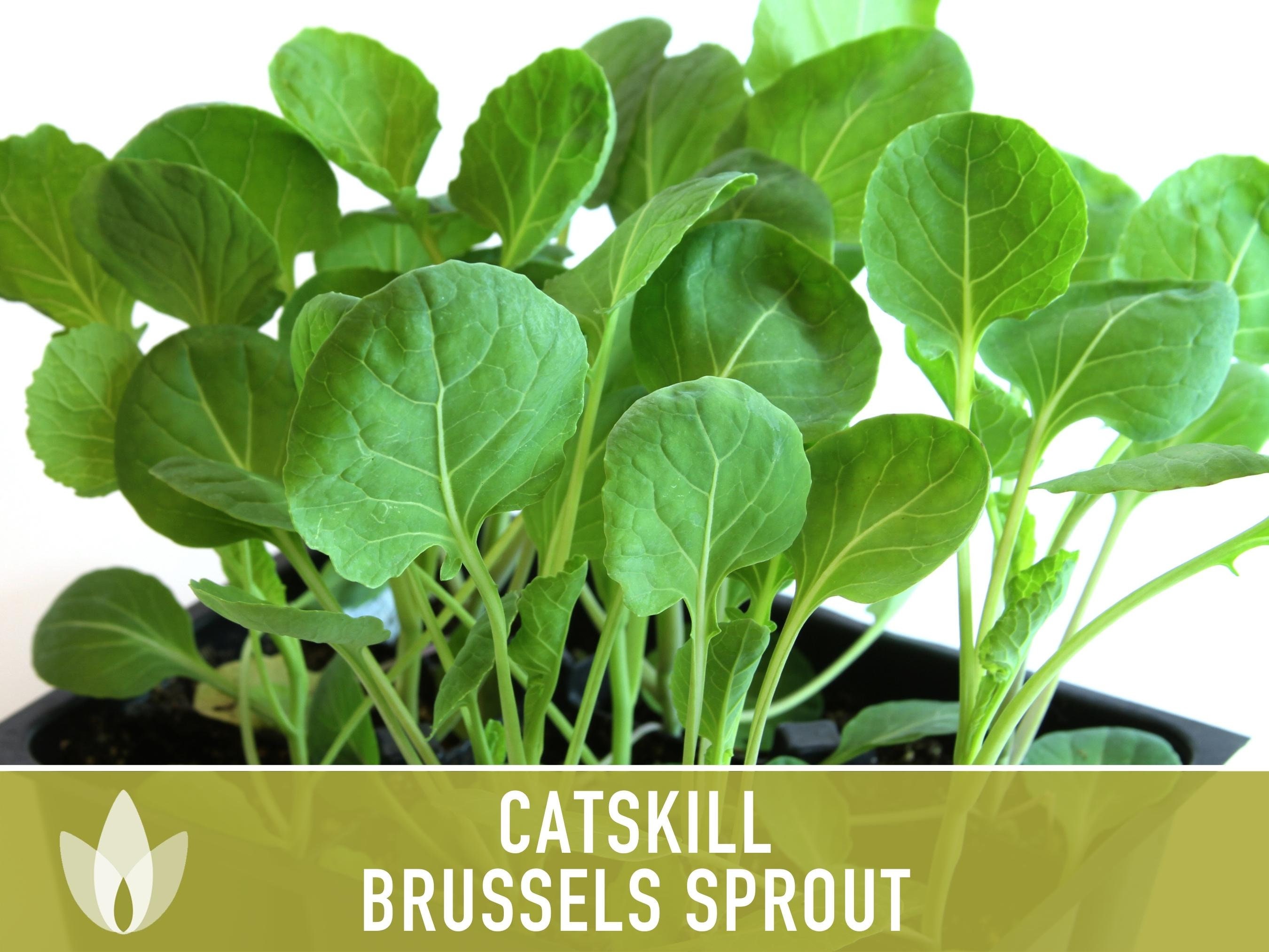 Catskill Brussels Sprout Seeds - Heirloom, Open Pollinated, Non-gmo - Etsy