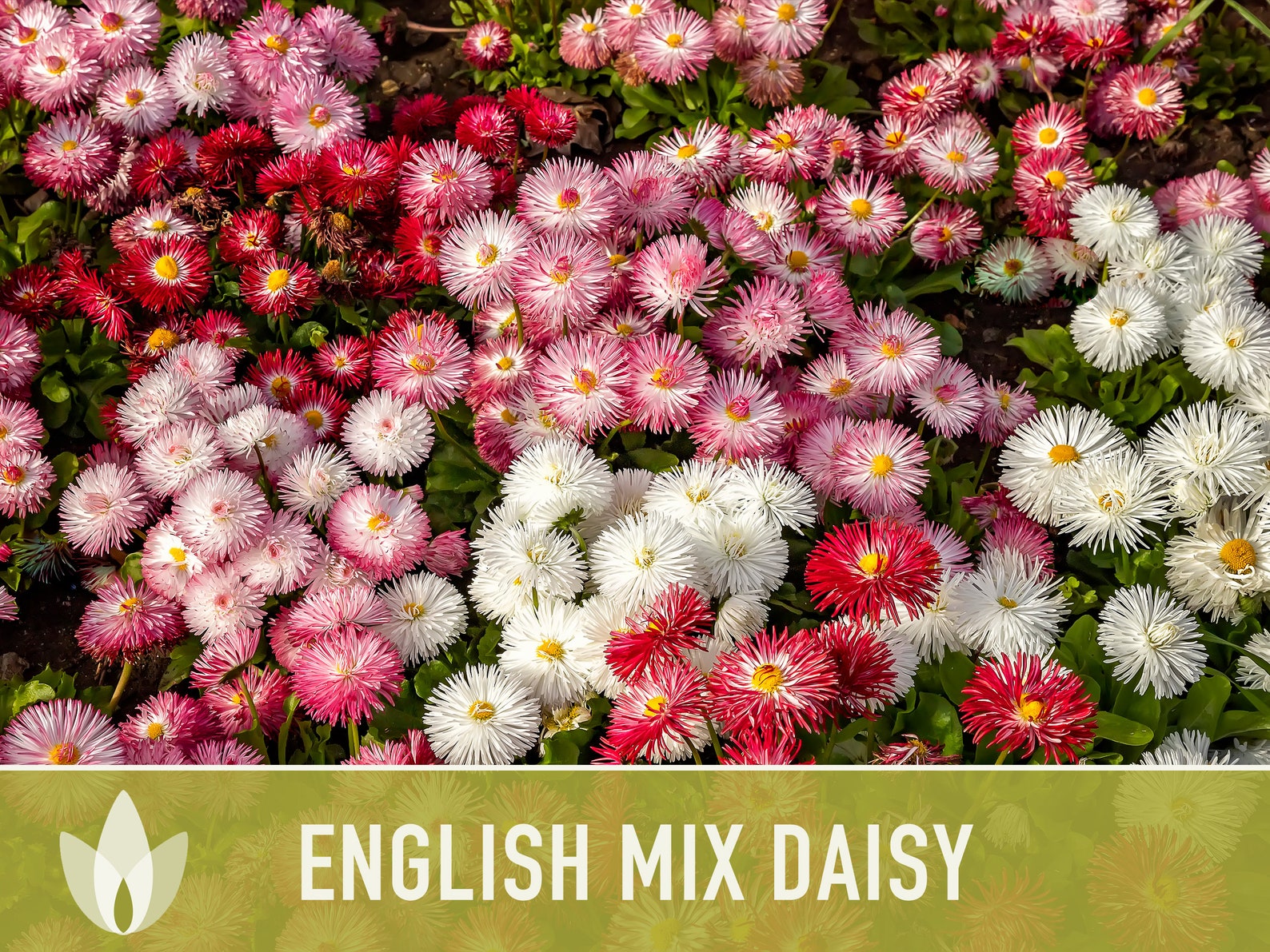English Daisy Mix Flower Seeds Heirloom Cut Flowers Early - Etsy