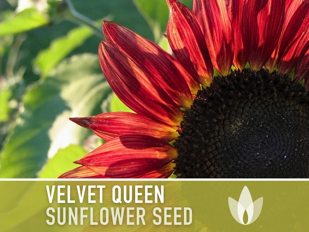 Velvet Queen Sunflower Seeds - Heirloom Flower Seeds, Cut Flowers, Open ...