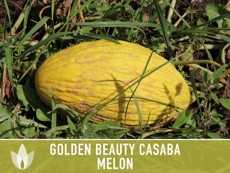 Golden Beauty Casaba Melon Seeds Heirloom Seeds White - Etsy