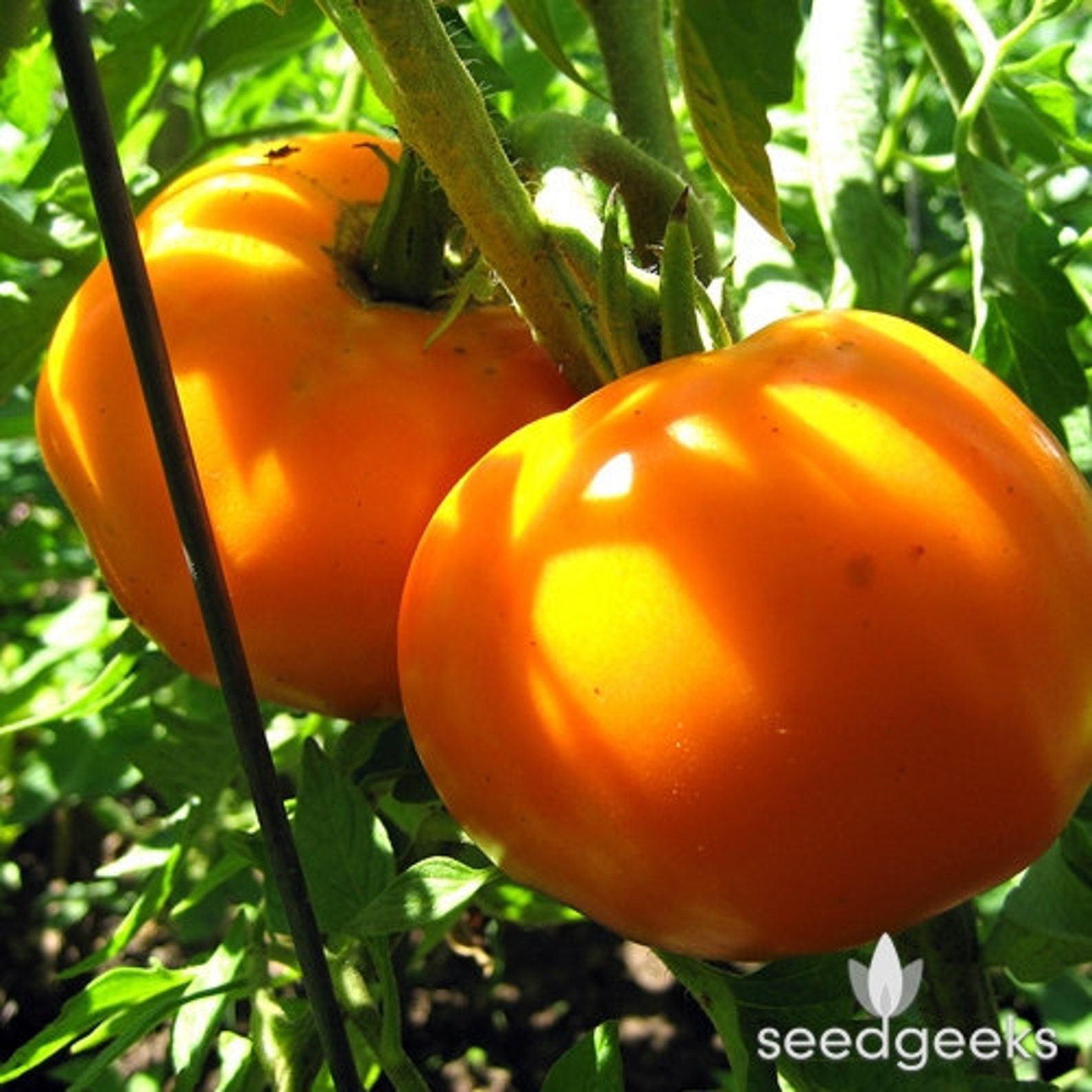 Golden Jubilee Tomato Heirloom Seeds | Etsy