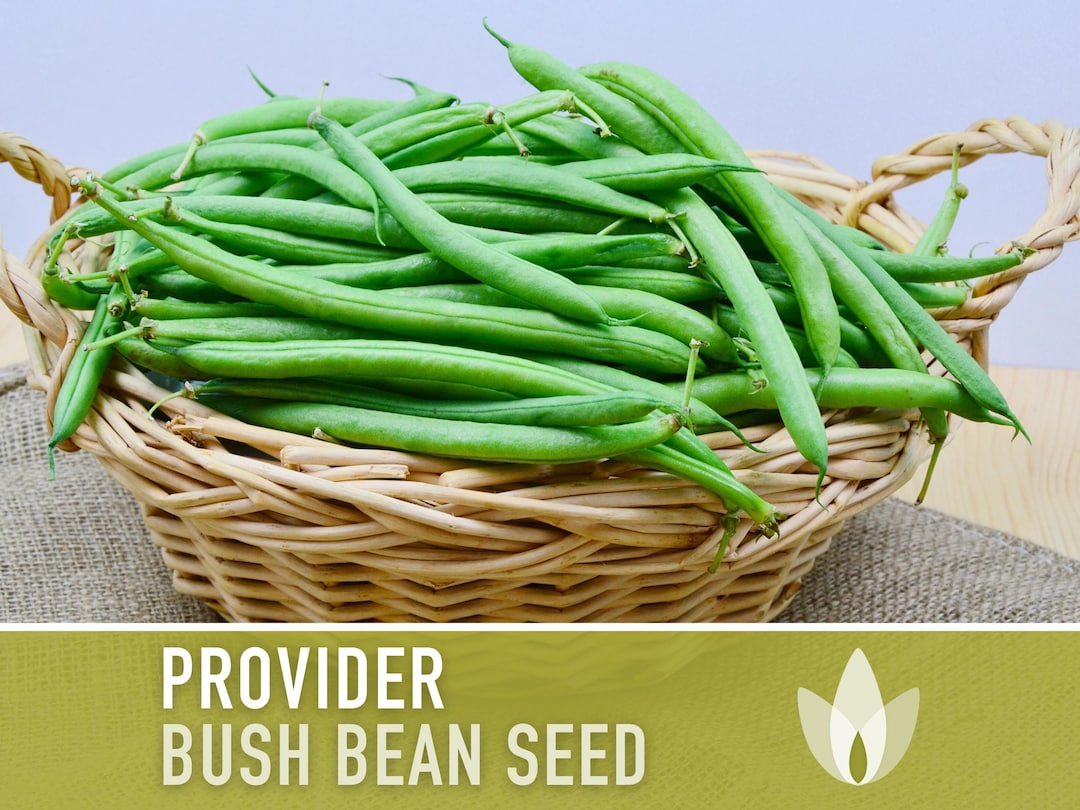 Provider Bush Bean Seeds - Heirloom, Open Pollinated, Easy to Grow ...