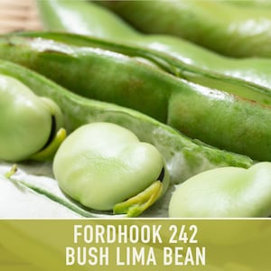 Lima Bean Fordhook 242 Bean Seeds Heirloom Seeds Butter - Etsy