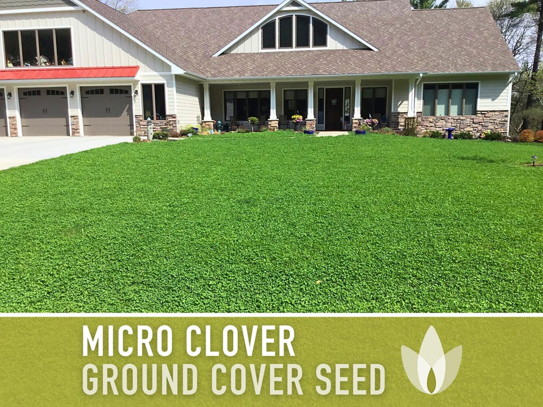 Bulk Micro Clover (mini) Ground Cover Seed - 160,000+ White Clover ...