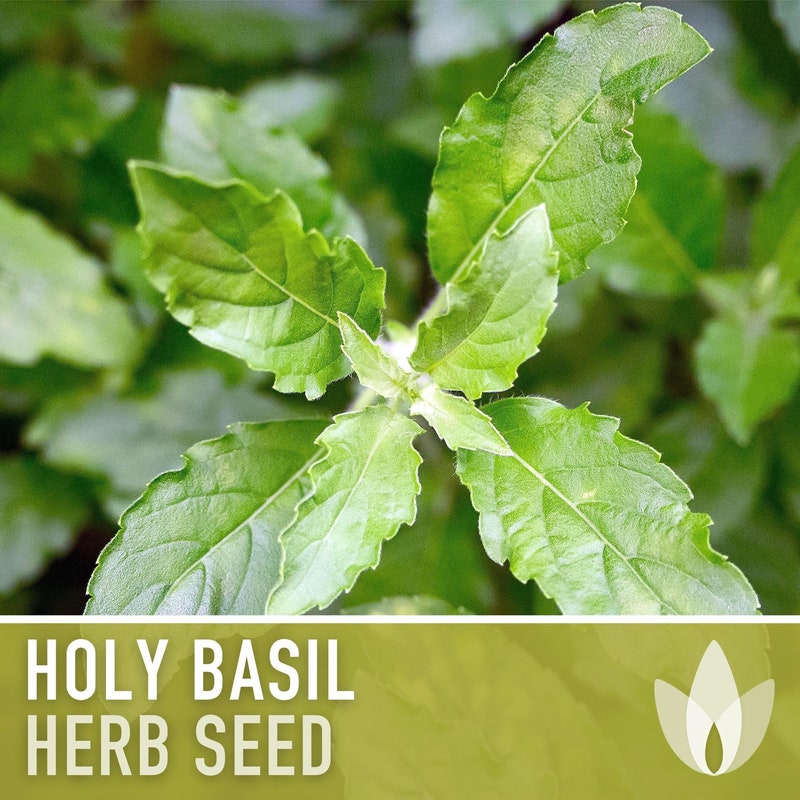 Tulsi Seeds - Etsy