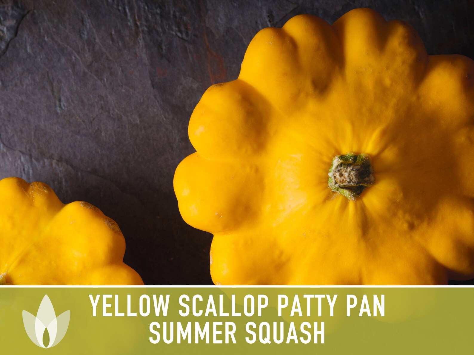 Yellow Scallop Patty Pan Summer Squash Seeds Bush Heirloom - Etsy
