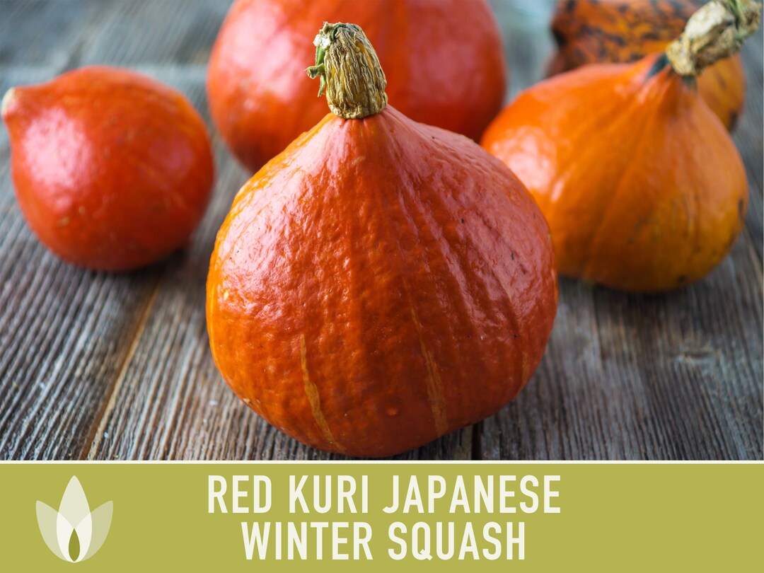 Red Kuri Japanese Winter Squash Heirloom Seeds Teardrop, Striped ...