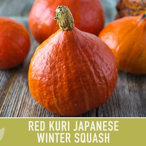 Red Kuri Japanese Winter Squash Heirloom Seeds - Etsy
