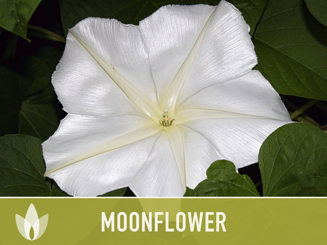 Moonflower Heirloom Flower Seeds Moon Vine, Night Blooming, Morning ...