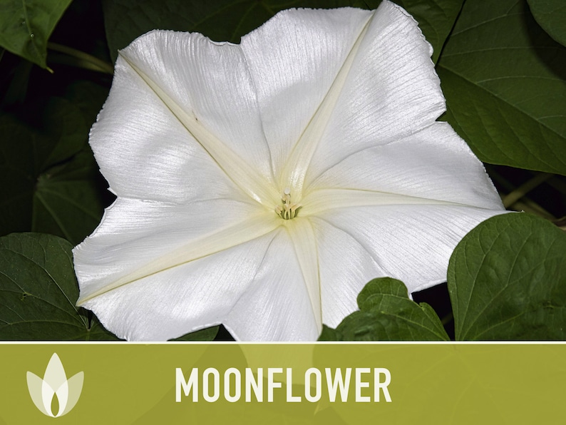 Moonflower Heirloom Flower Seeds Moon Vine Night Blooming - Etsy