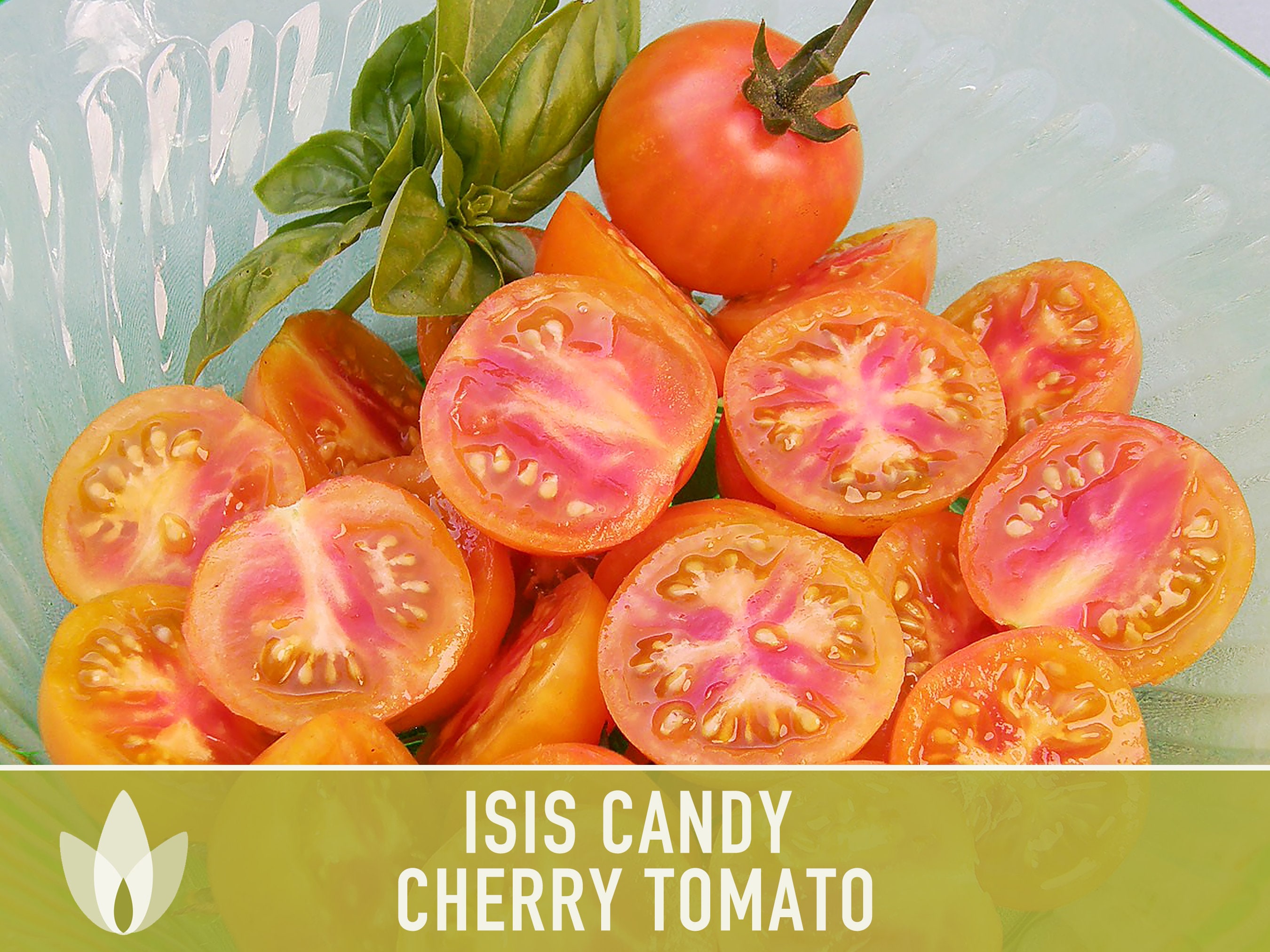 Heirloom Tomato Seed Collection – 10 Variety Seed Kit, Gardener Gift - Etsy