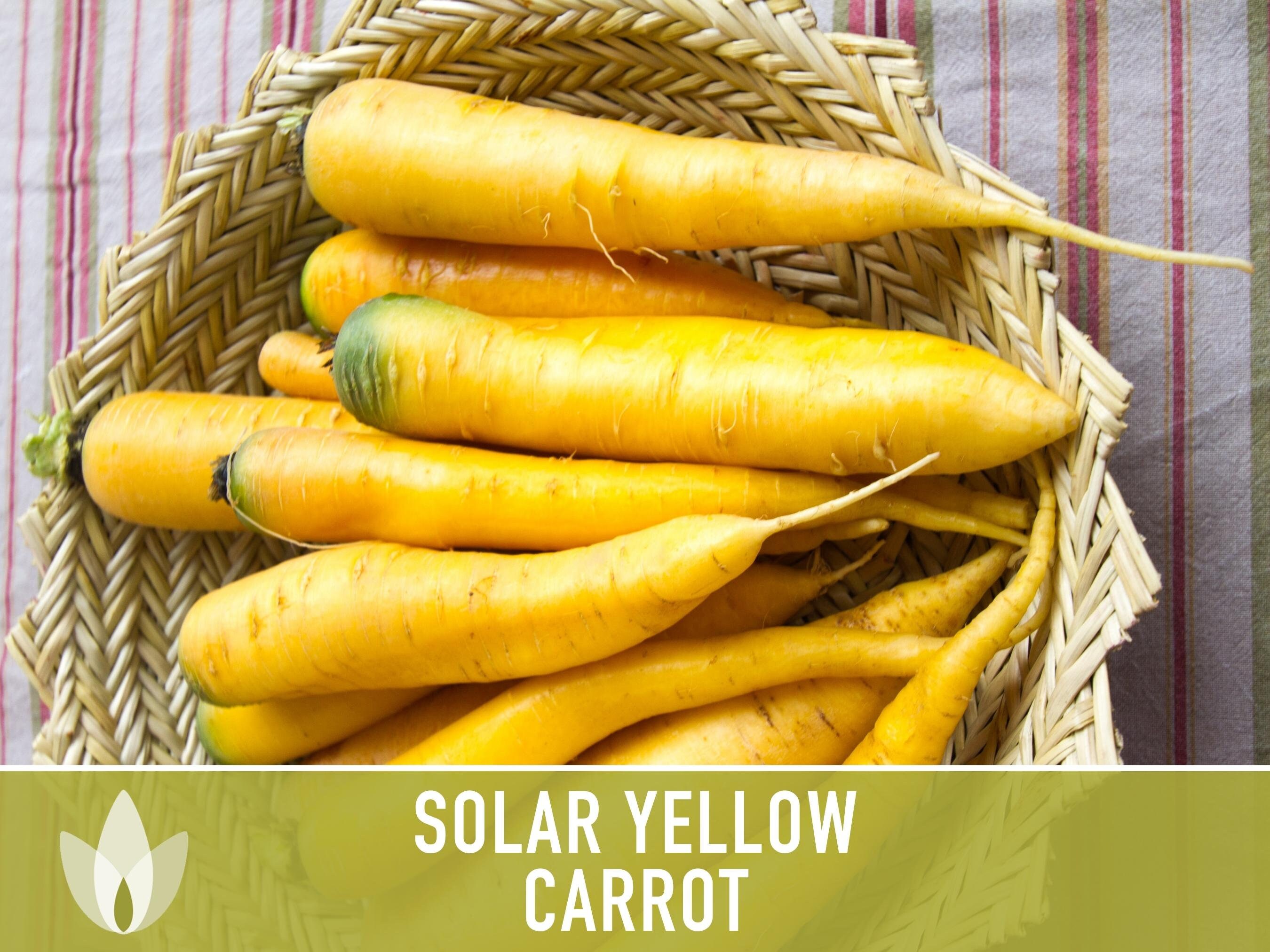 Solar Yellow Carrot