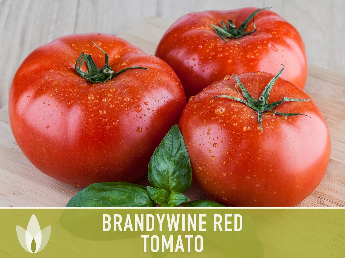 Brandywine Red Tomato Heirloom Seeds - Etsy