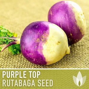 American Purple Top Rutabaga Heirloom Seeds - 200 Seeds, Root Vegetable ...
