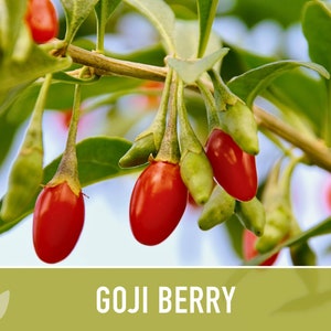 Goji Berry Seeds – Lycium Chinense, Heirloom Non-gmo (50 Seeds) - Etsy
